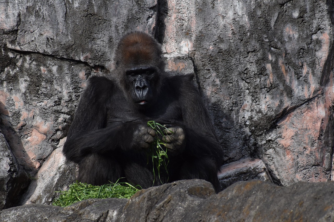 What Types of Animals Eat Only Plants? A Guide to Plants and Their ...