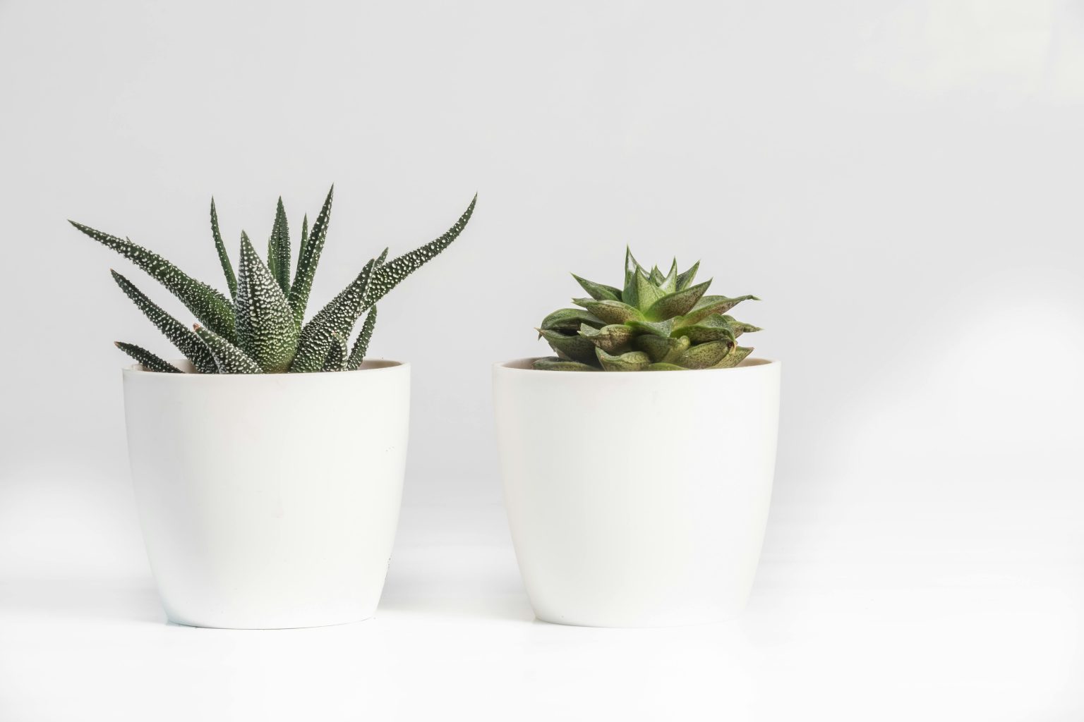 15 Best Small Indoor Plants to Brighten Up Any Space - ClassyPlants