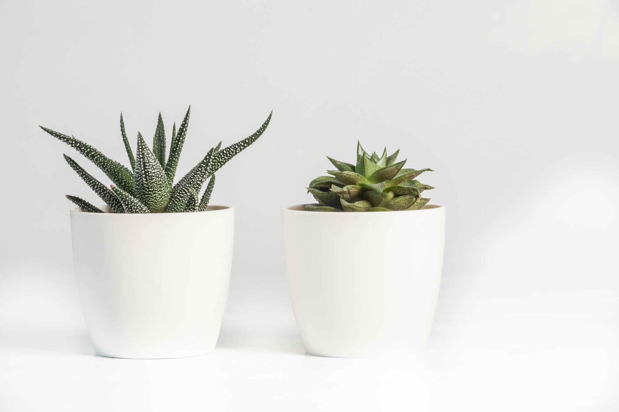 15 Best Small Indoor Plants to Brighten Up Any Space - ClassyPlants