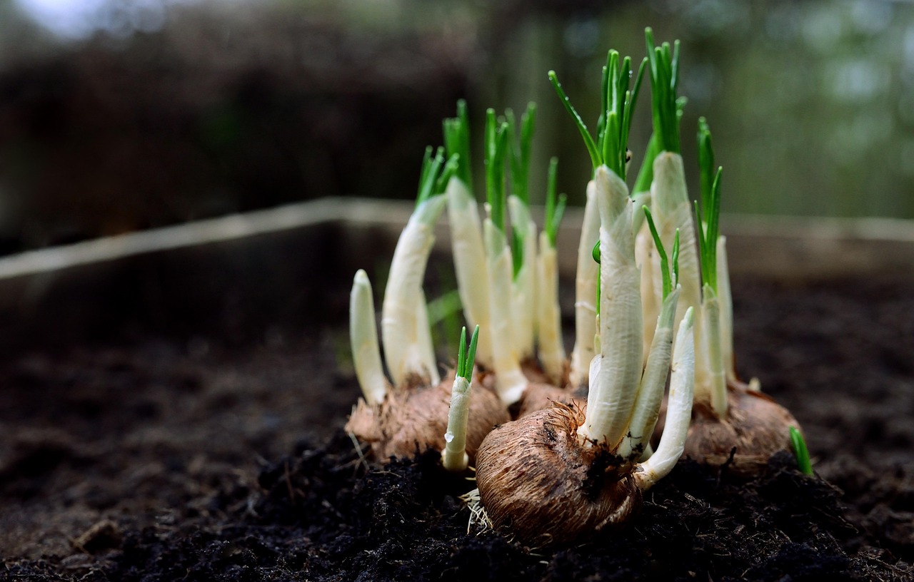 Spring Bulb Planting Guide for Beginners - ClassyPlants