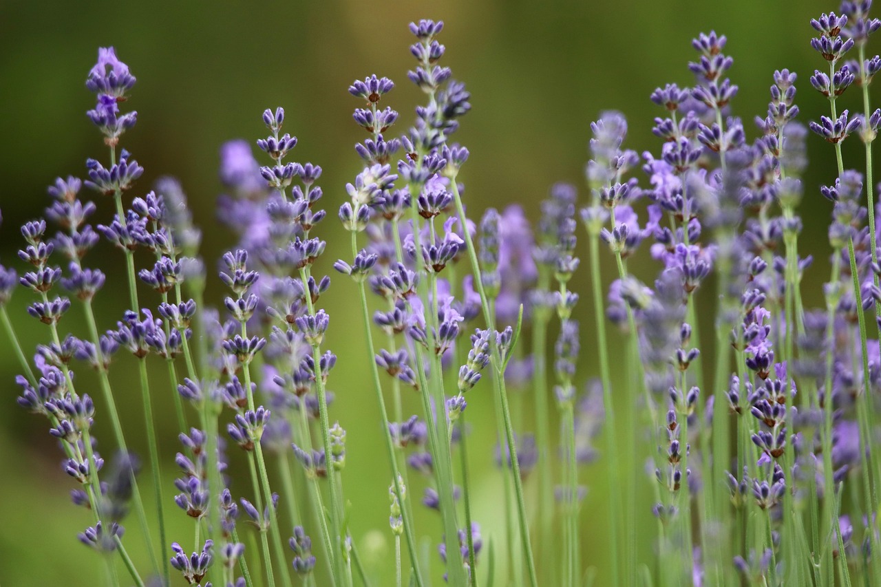Gardening with Lavender: A Complete Guide to Growing and Caring for ...