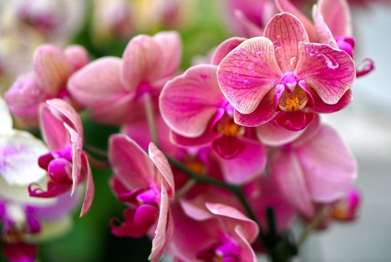 7 Good Luck Indoor Plants for Home - Complete Guide 2026 - ClassyPlants