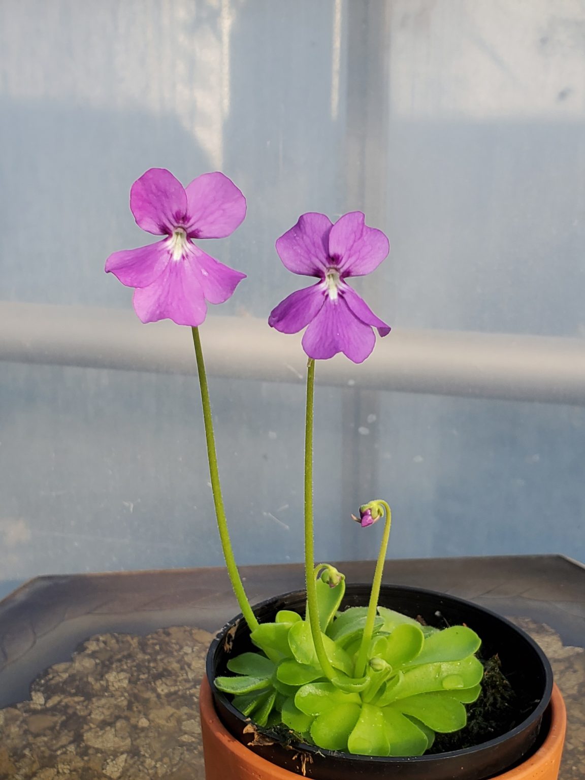 Butterwort Plant: The Sticky Secret to a Carnivorous Garden - ClassyPlants