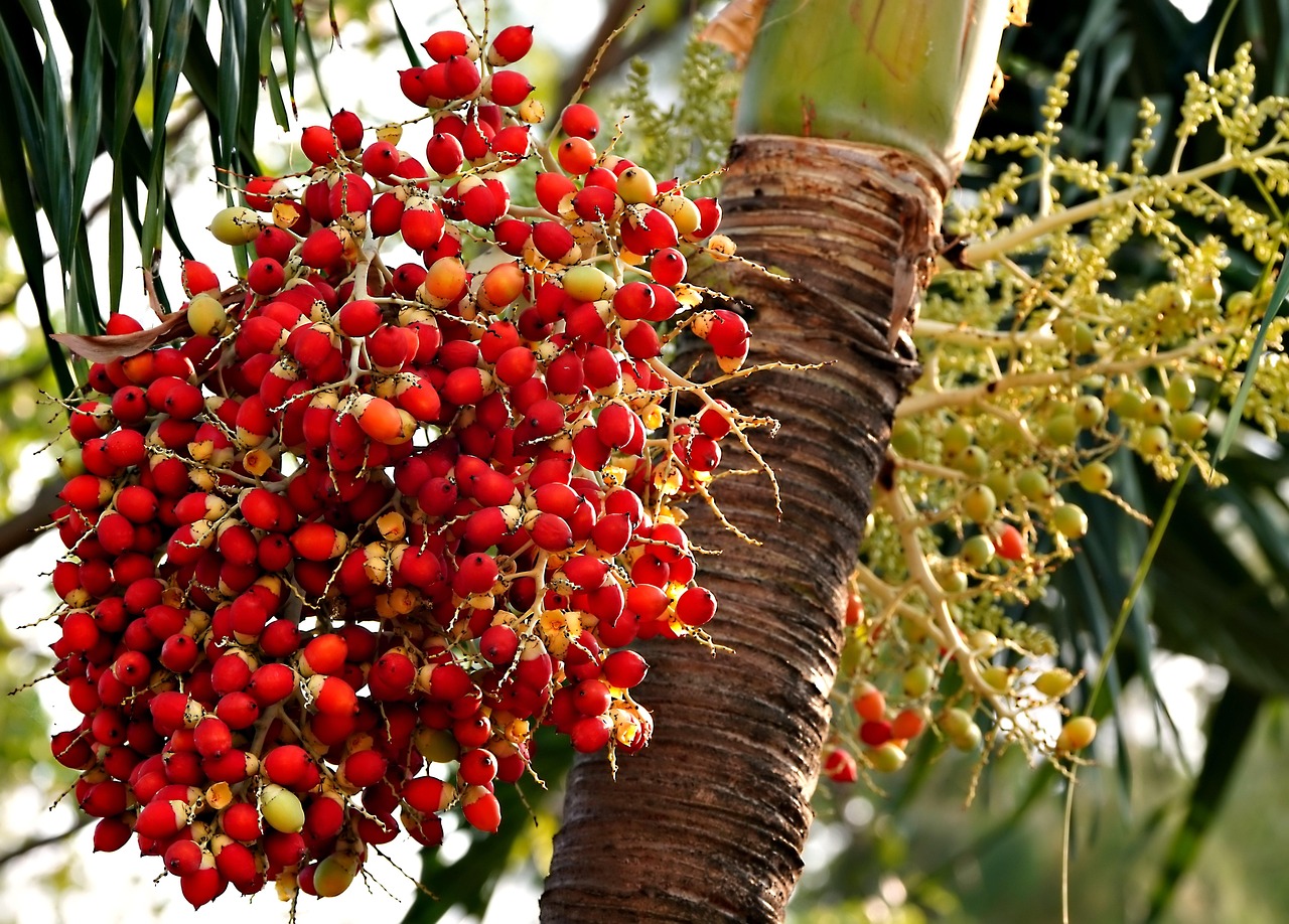 Areca Palm Care: The Complete Indoor Growing Guide for Healthy, Lush ...