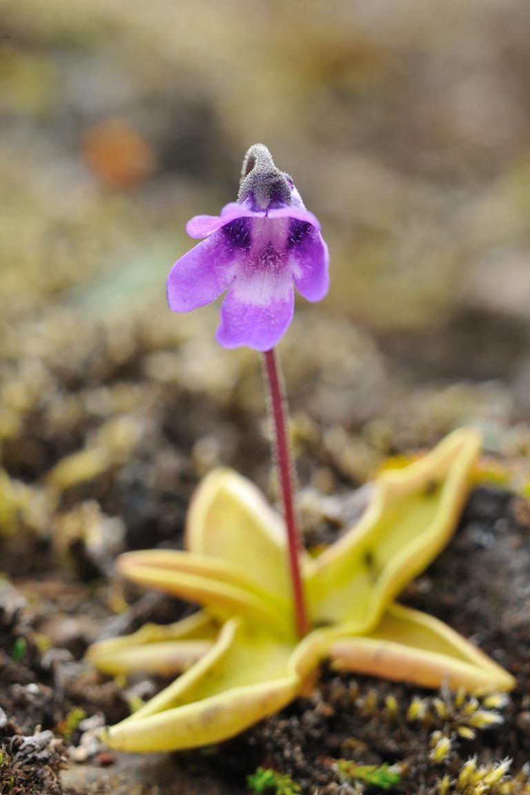 Butterwort Plant: The Sticky Secret to a Carnivorous Garden - ClassyPlants